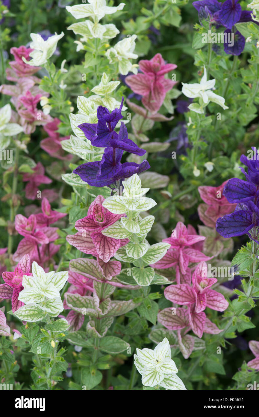 Salvia viridis . Annual Clary sage . Painted sage leaves Stock Photo ...