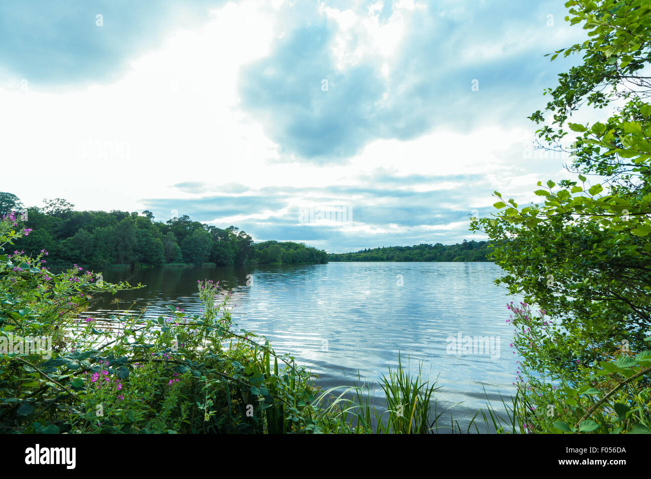 Looking across the lake with trees on all sides Stock Photo - Alamy