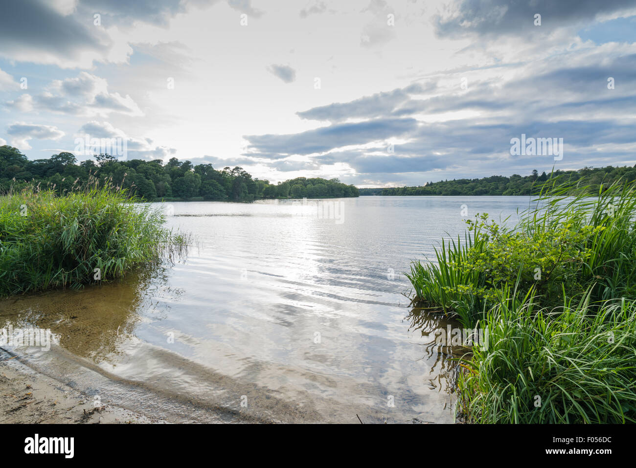 Looking across the lake with trees on all sides Stock Photo - Alamy