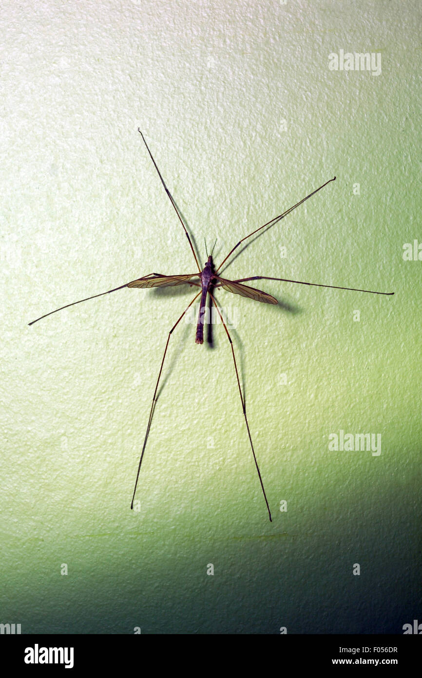 Daddy-long-legs / Crane fly Stock Photo - Alamy