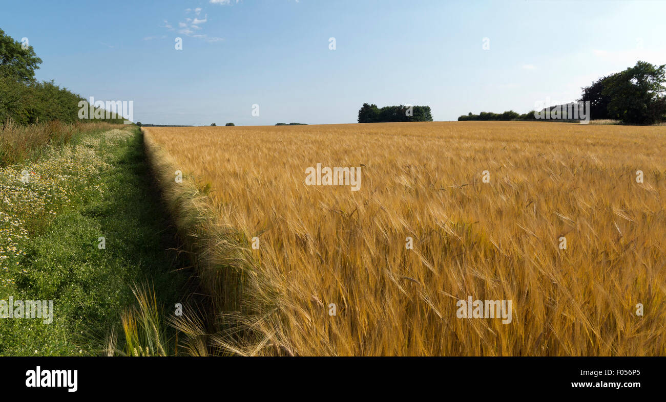 A large open expanses of golden ripe wheat field with green margin in ...