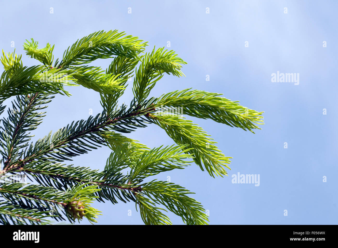 Fichte hintergrund hi-res stock photography and images - Alamy