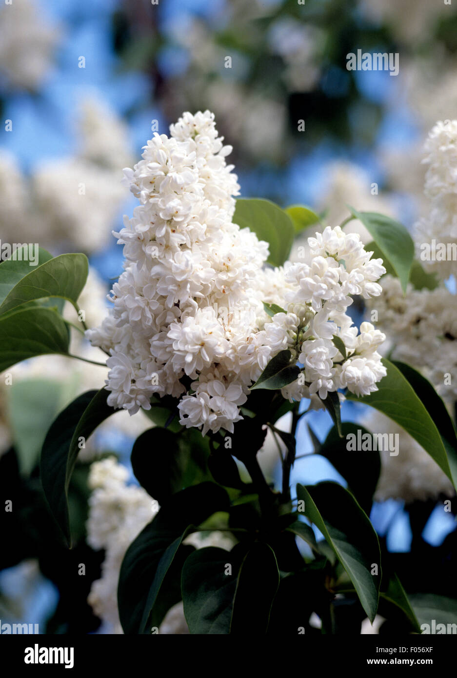 Flieder baum hi-res stock photography and images - Alamy