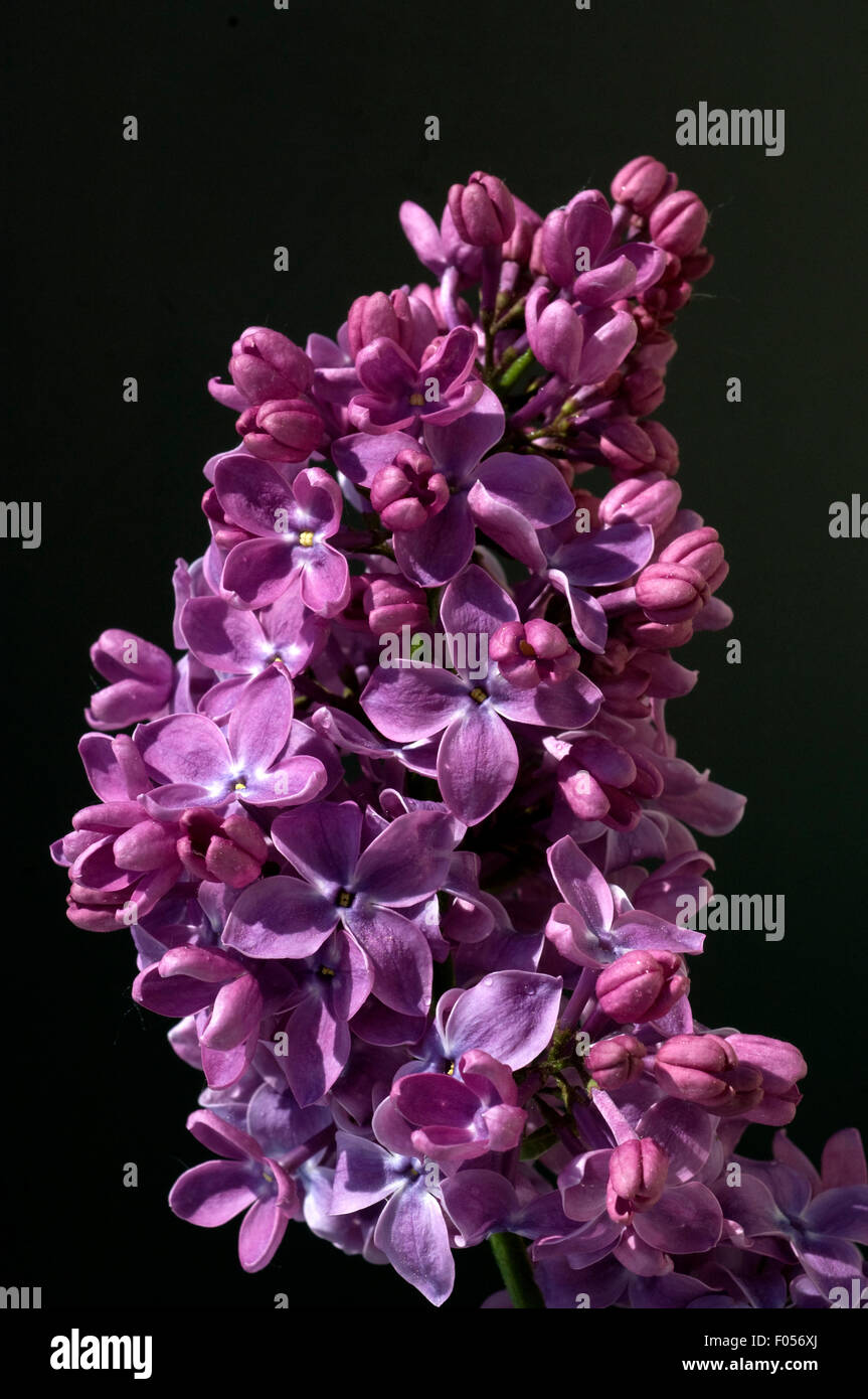 Flieder baum hi-res stock photography and images - Alamy