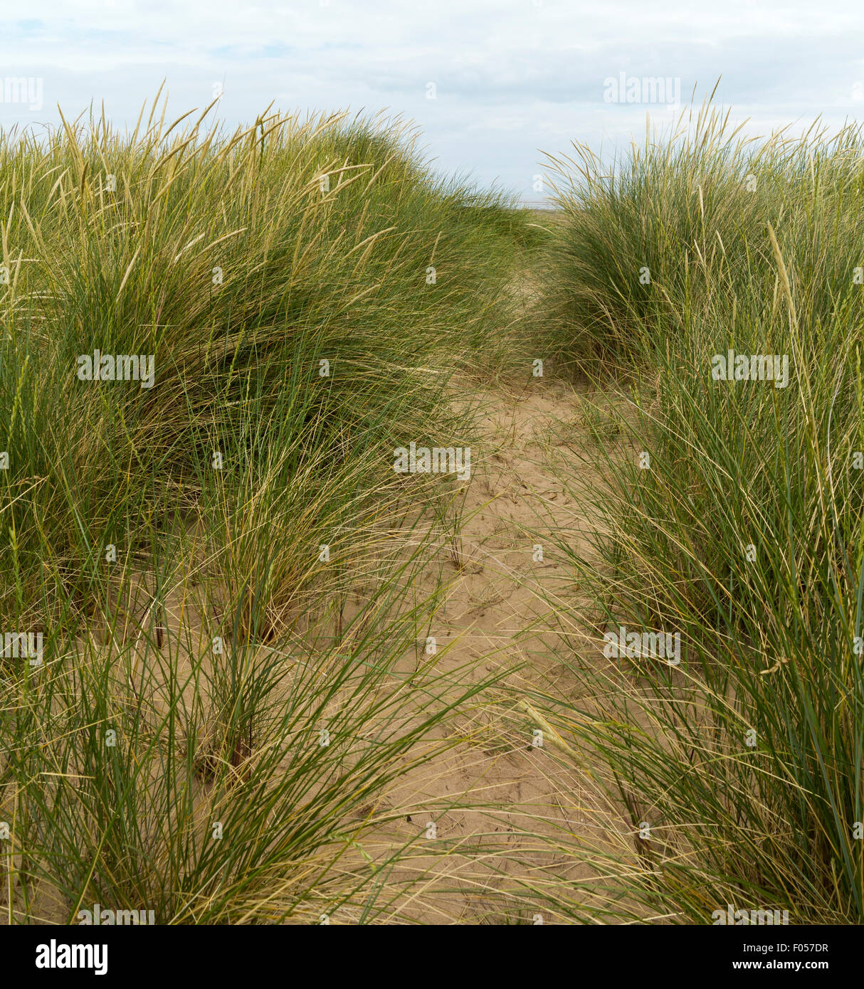 Golden dune grasses hi-res stock photography and images - Alamy