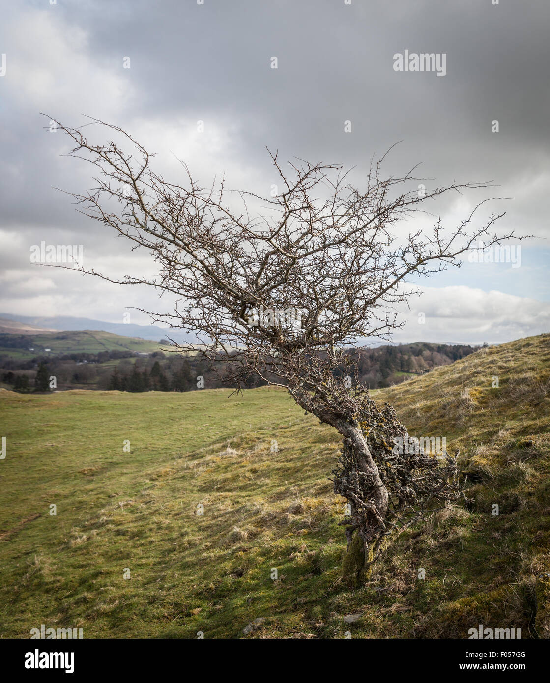 Lonely tree growing on rock hi-res stock photography and images - Alamy