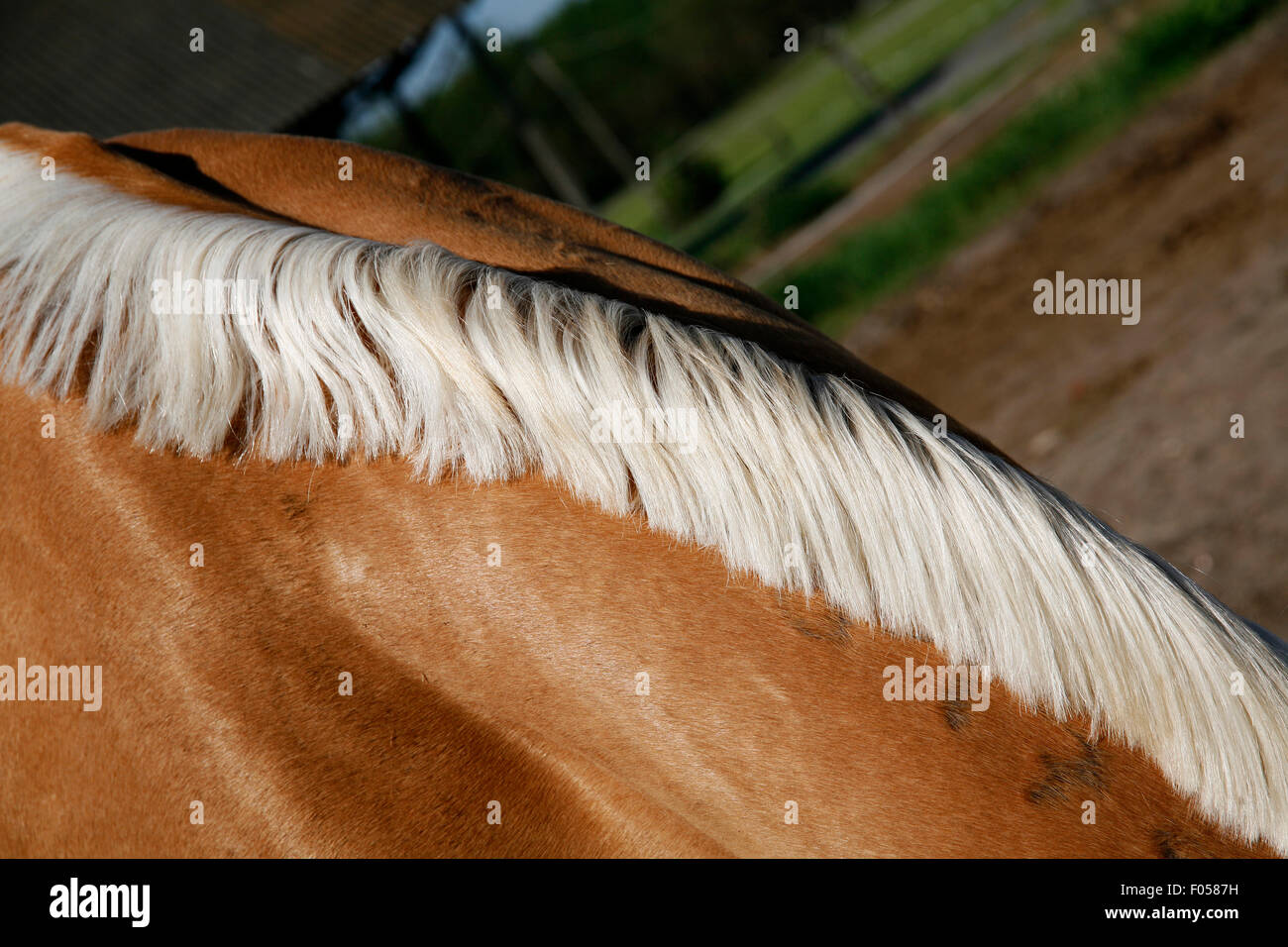 Horse's neck with beautiful white mane farmland rural scene Stock Photo ...