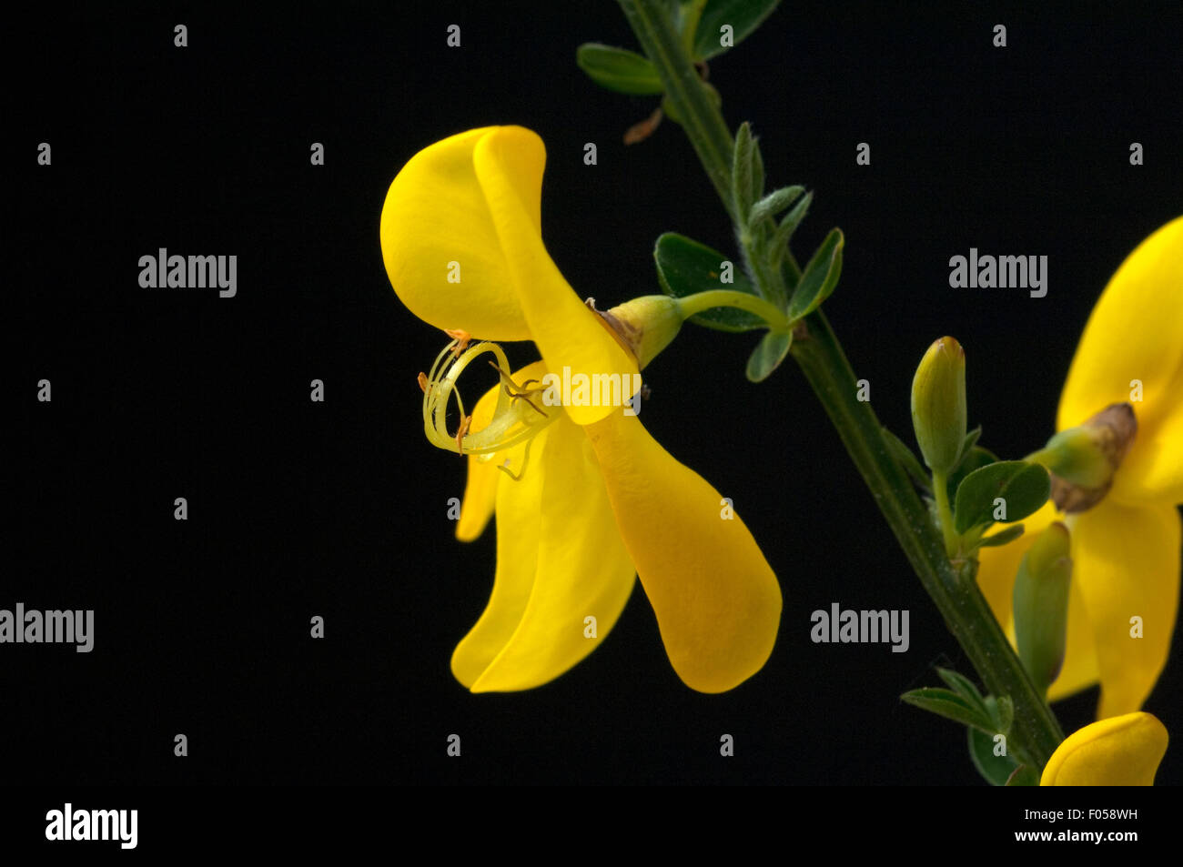 Ginster; Cytisus; scoparius Stock Photo - Alamy
