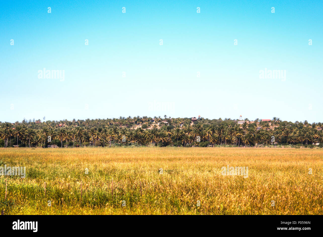 Large grass land palm trees hi-res stock photography and images - Alamy