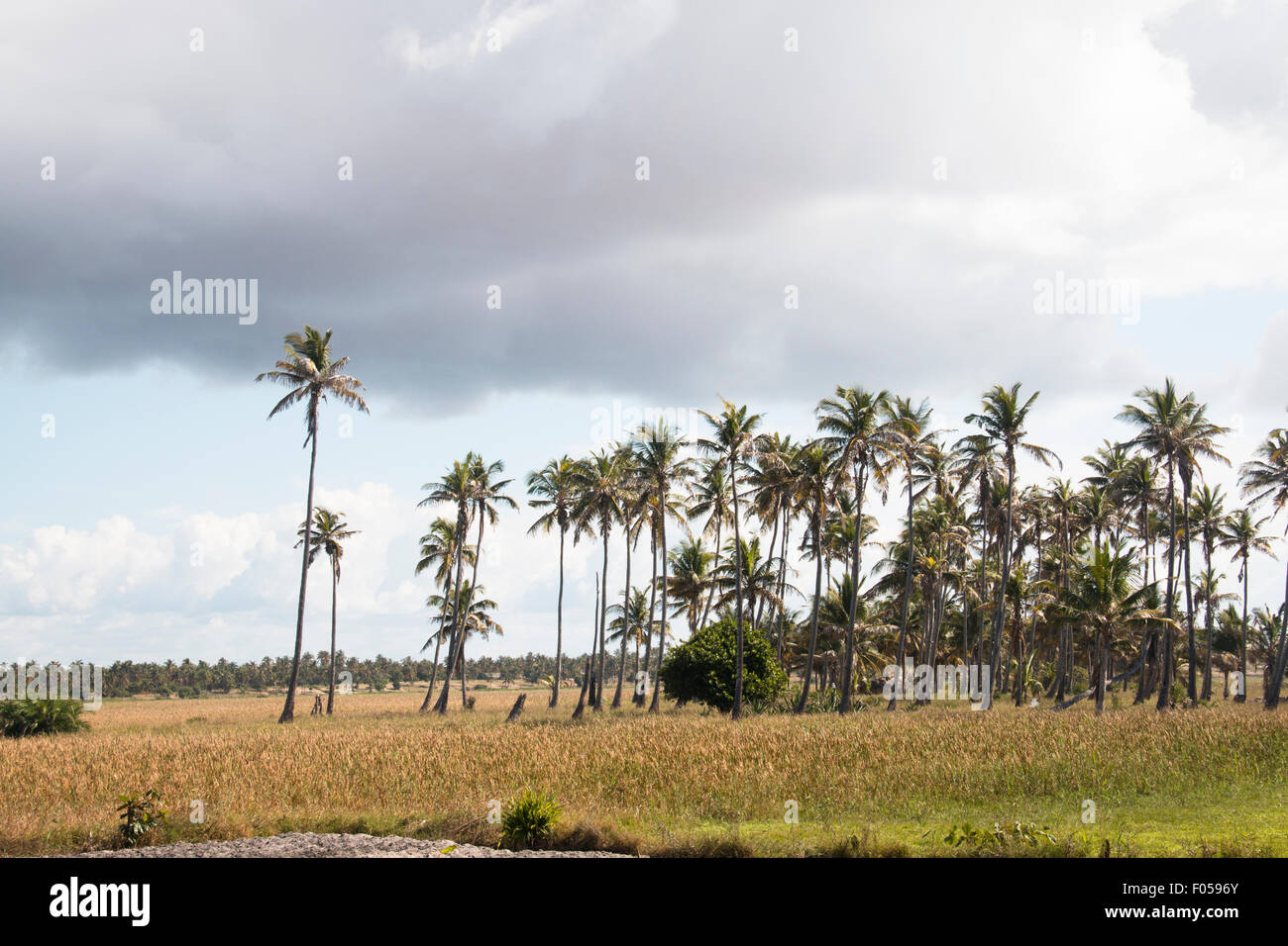 Large grass land palm trees hi-res stock photography and images - Alamy