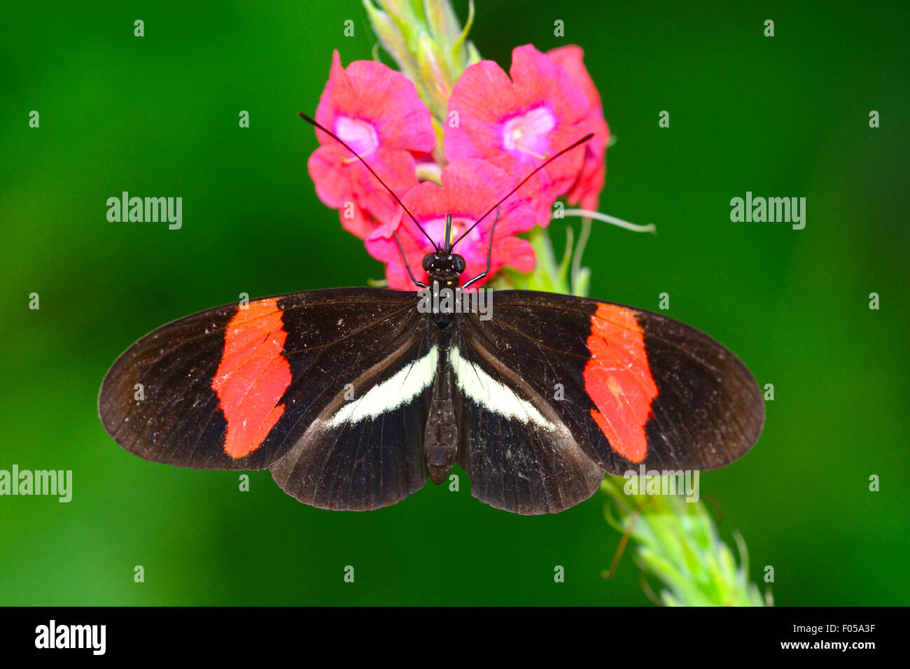 Red postman flower hi-res stock photography and images - Alamy