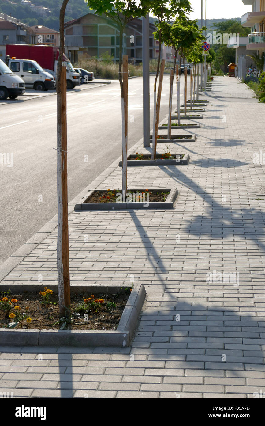 New Sidewalk planted with young trees Stock Photo - Alamy