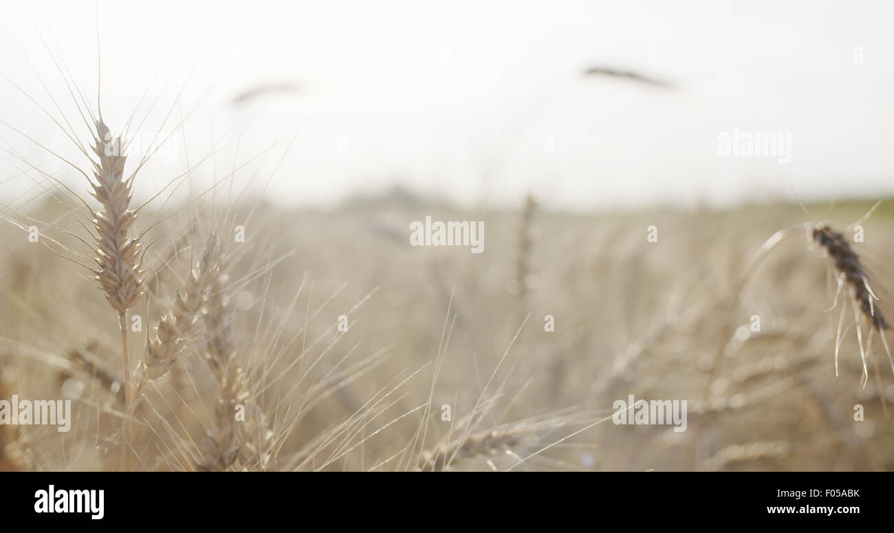 grain field with wheat or rye ready for harvest Stock Photo - Alamy