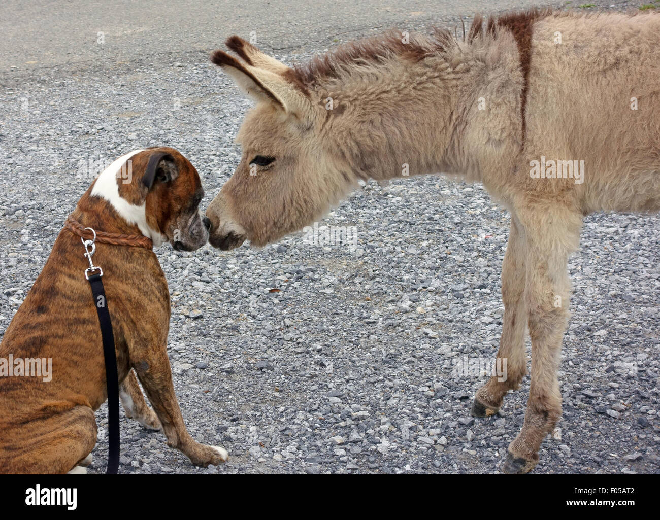 Donkey friends hi-res stock photography and images - Alamy