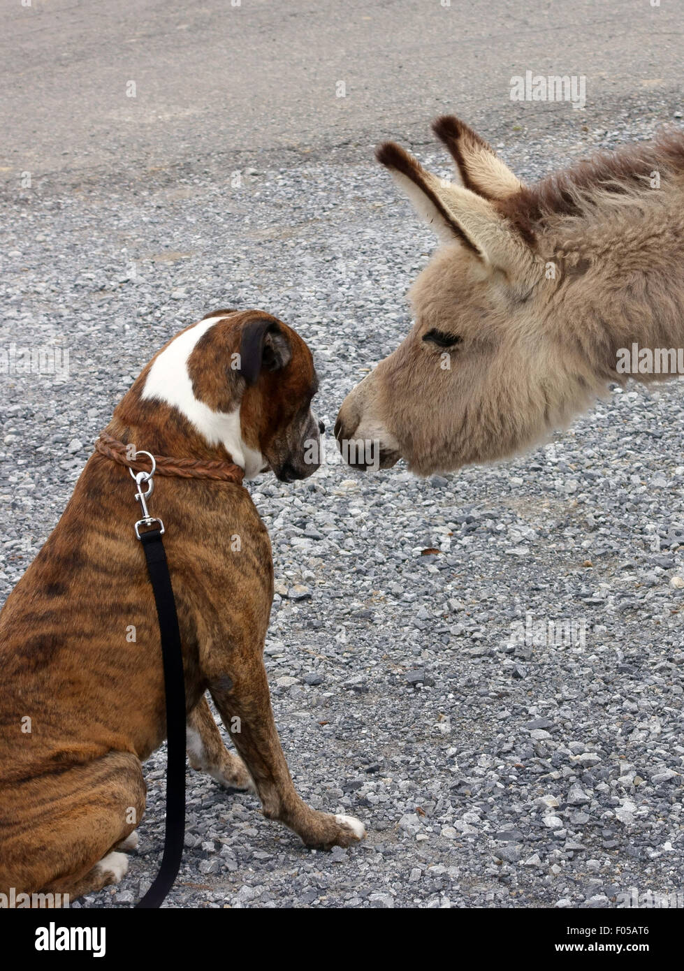 Boxer dog and donkey make friends in Pyrenees, France Stock Photo - Alamy