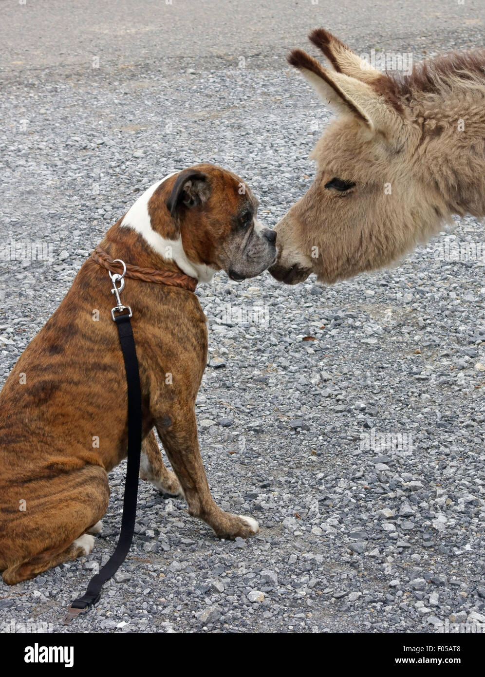 Donkey friends hi-res stock photography and images - Alamy