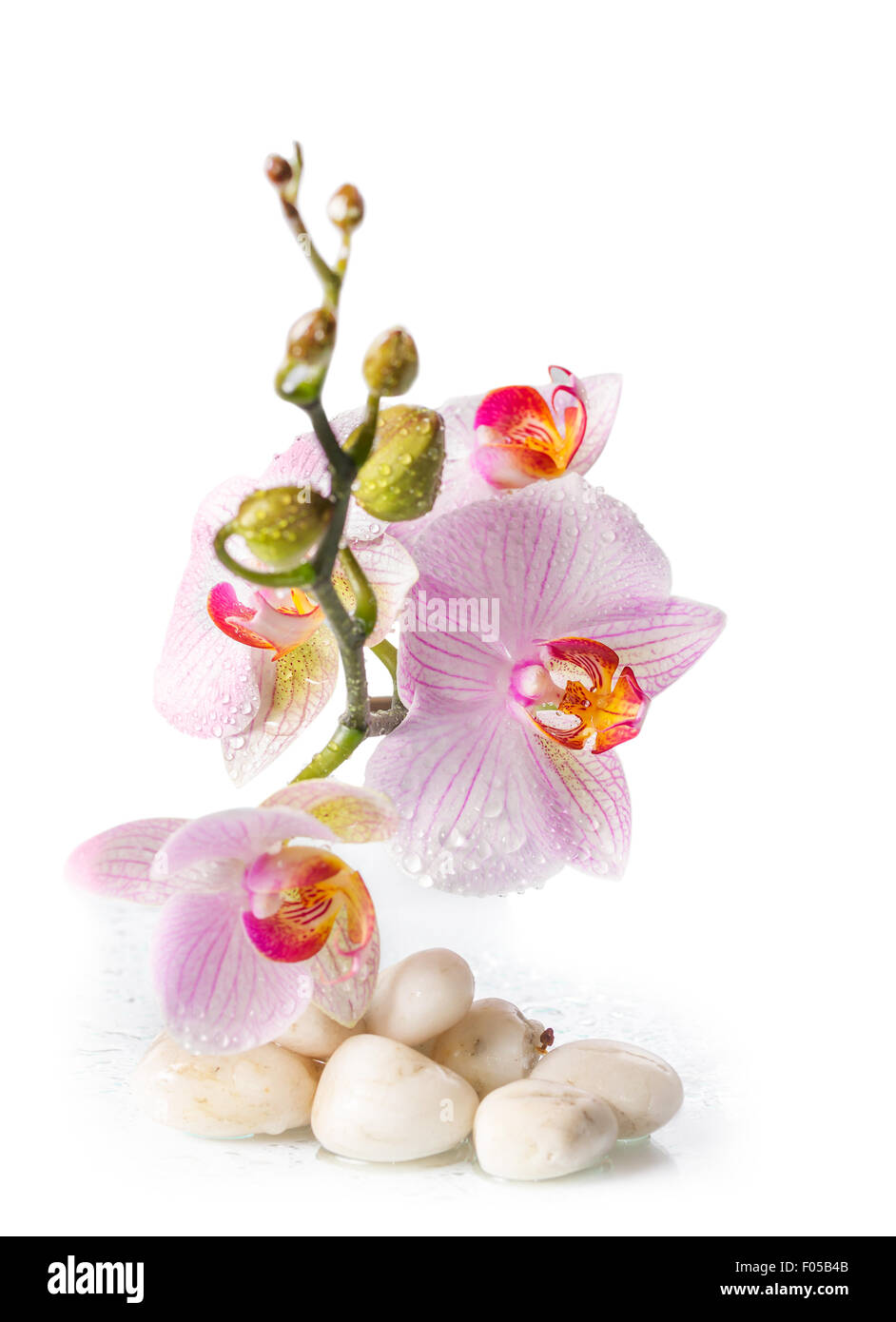 branch of pink orchids with zen stones on a white background Stock ...