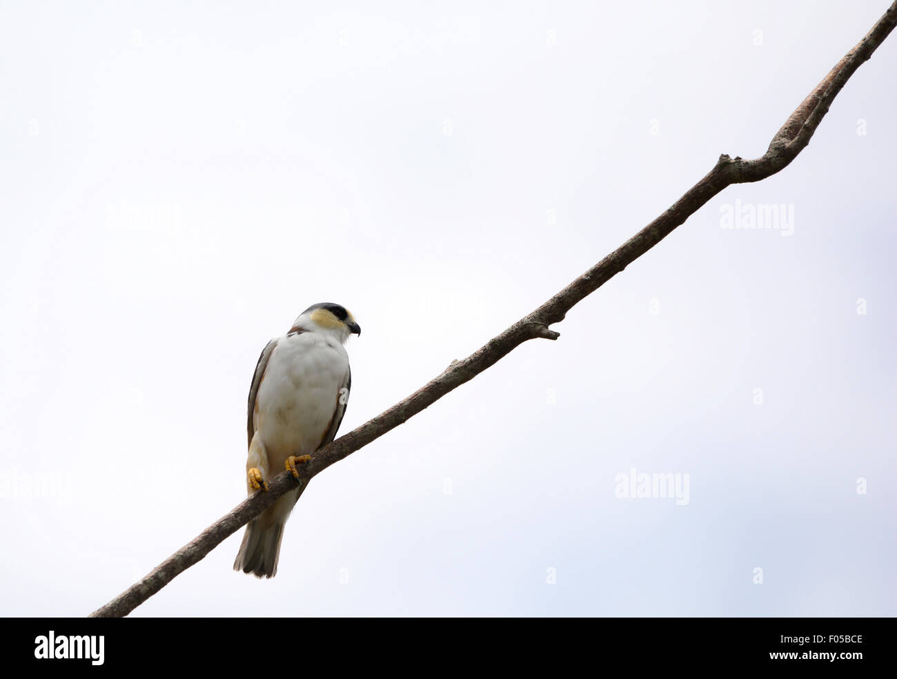 Small Pearl Kite (Gampsonyx swainsonii) pearched on a branch looking ...