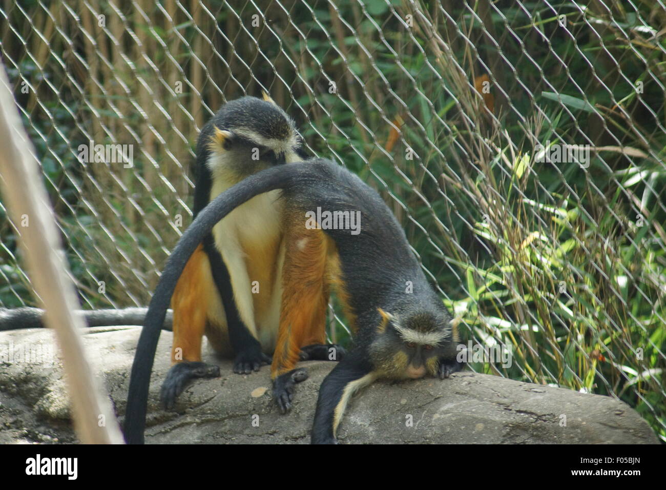 Funny Monkeys Go Ape For Year Of The Monkey With These Silly Critters