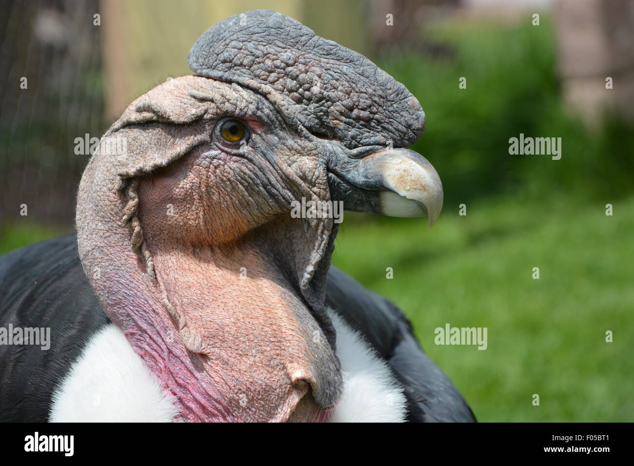 Andes peru bolivia chili bird hi-res stock photography and images - Alamy