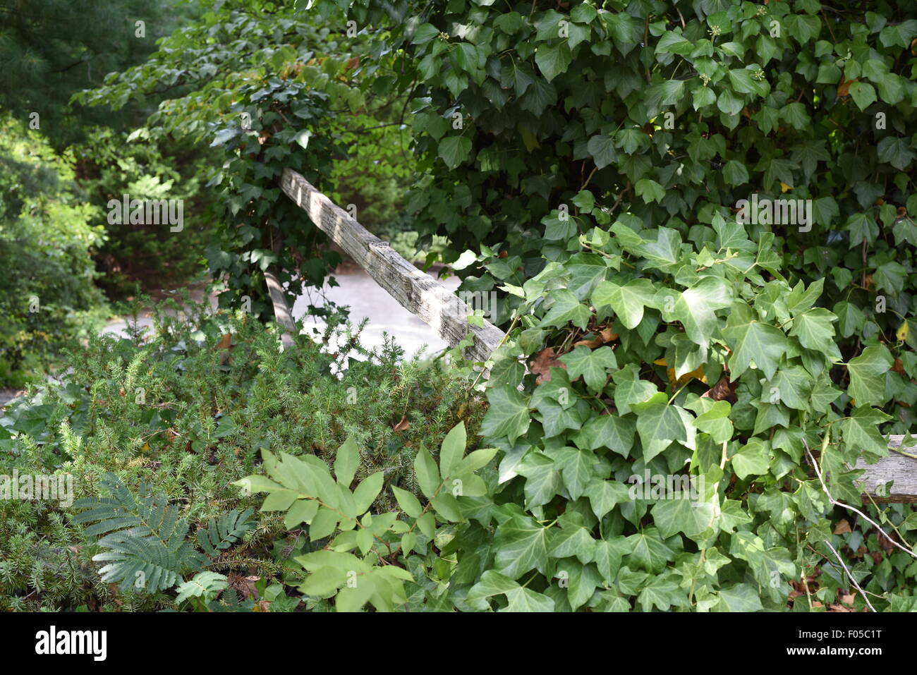 overgrown ivy fence Stock Photo - Alamy