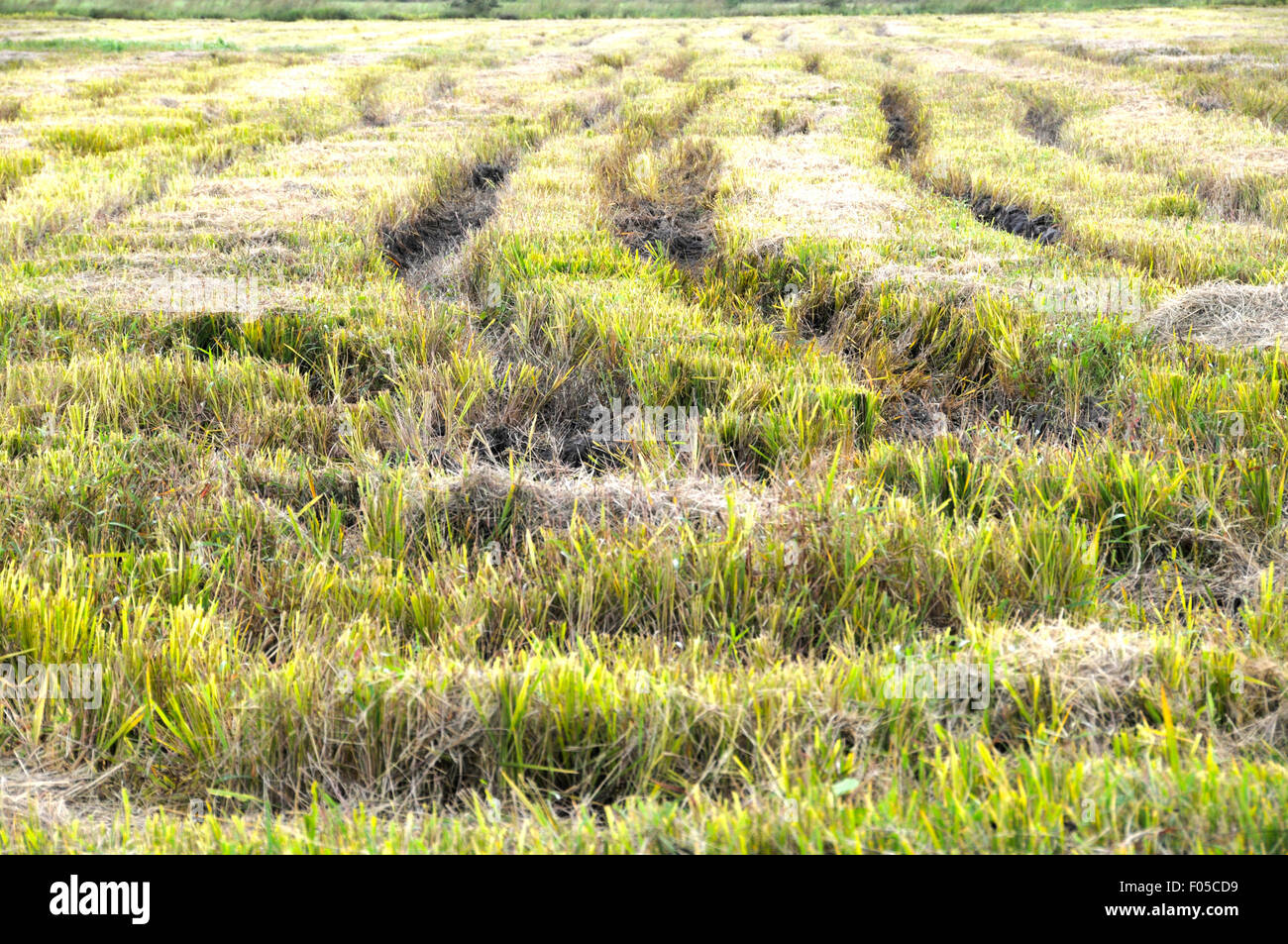 Harvested Rice field in the Panamanian countryside Stock Photo - Alamy