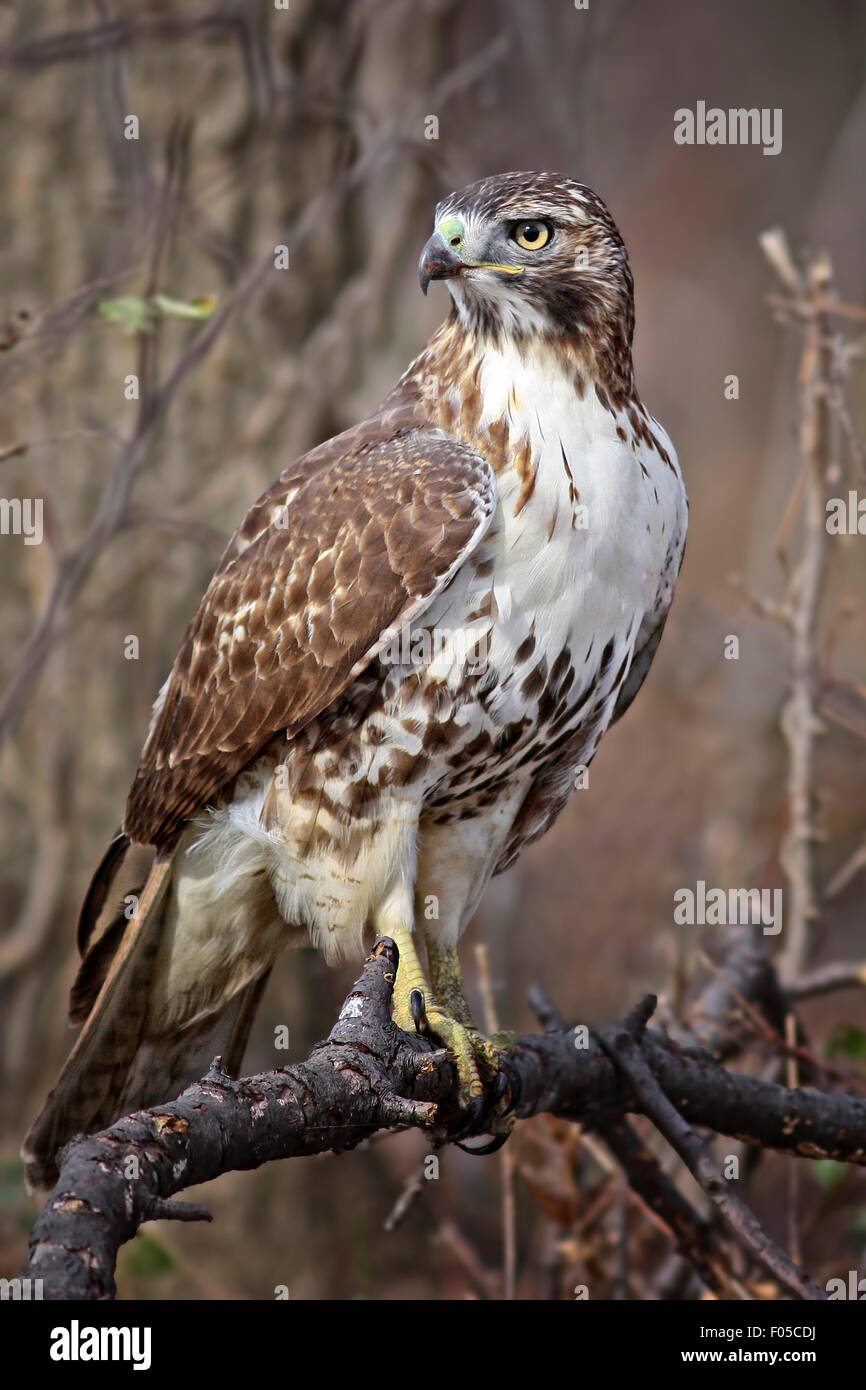 Red-tailed Hawk sitting on a dead brunch Stock Photo - Alamy