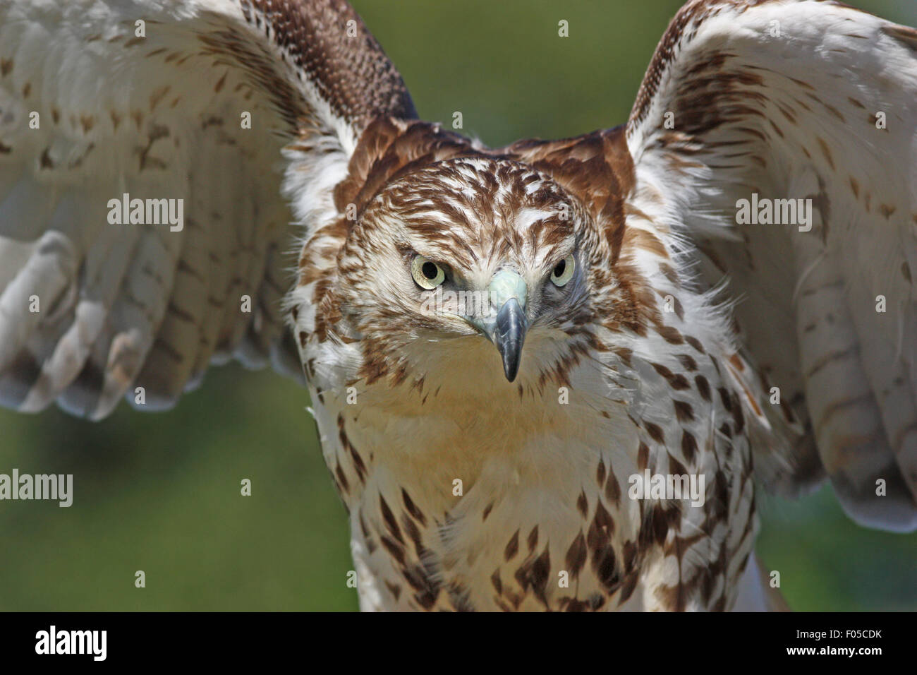 Red-tailed Hawk looking in to camera Stock Photo - Alamy