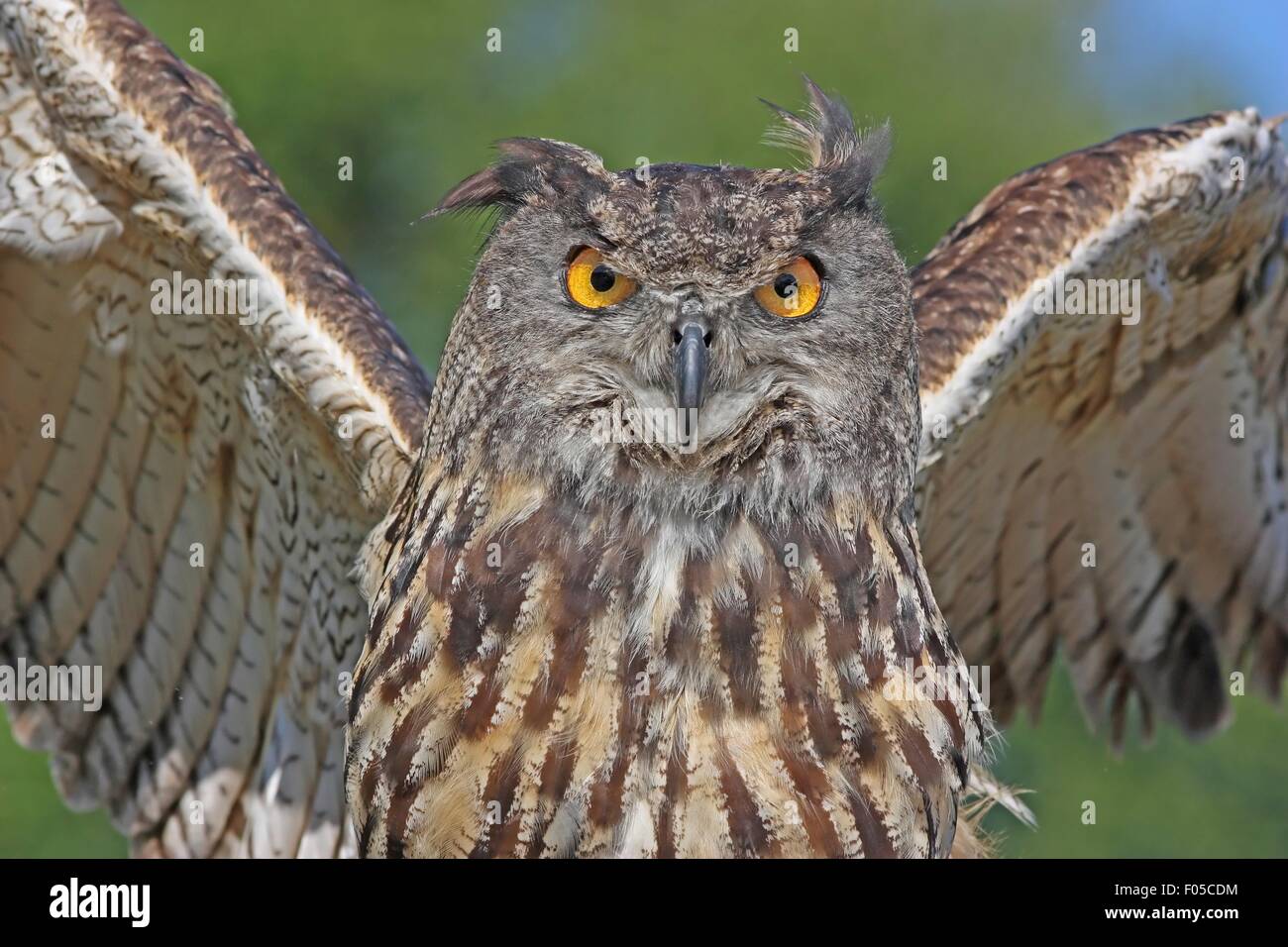 Eurasian Eagle Owl staring straight to camera Stock Photo - Alamy