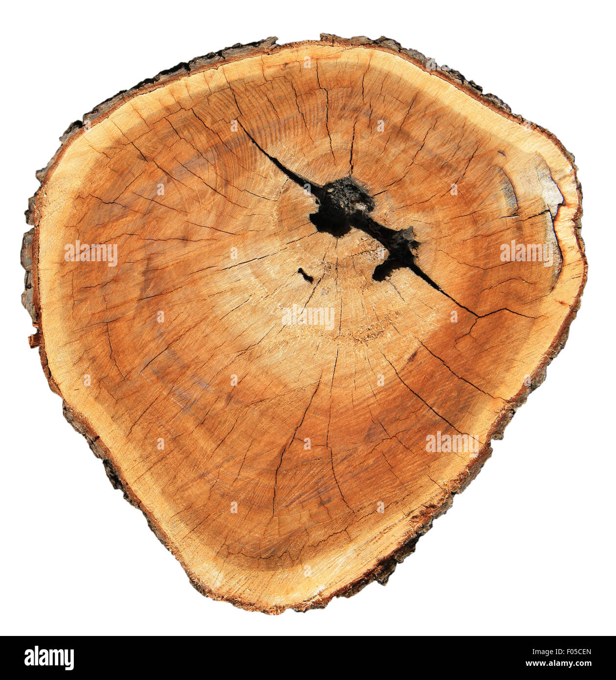 Tree stump isolated on white background Stock Photo - Alamy