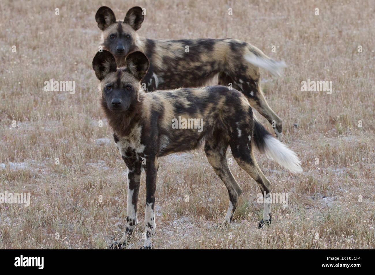 2 Wild dogs Stock Photo - Alamy