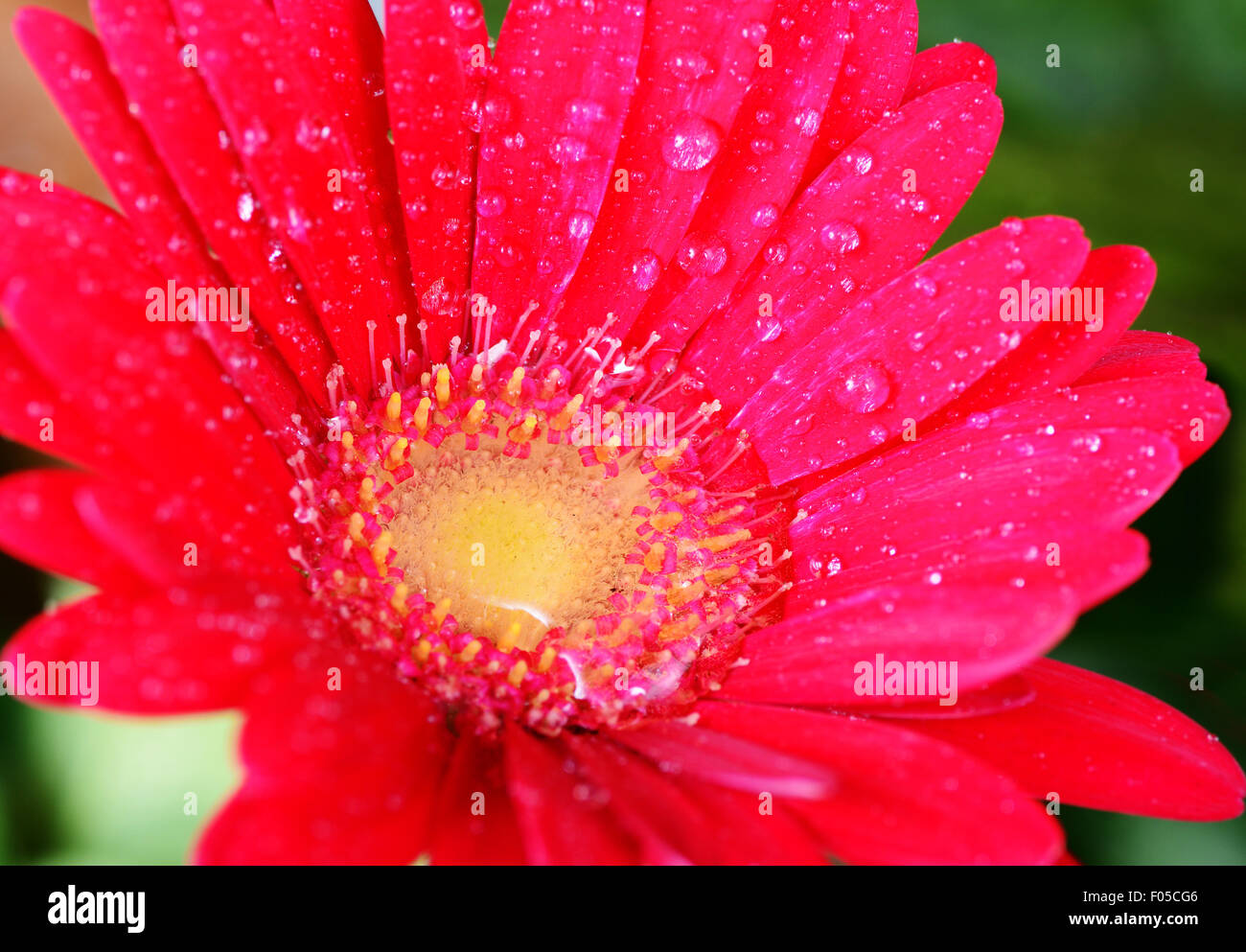 Flower of water hi-res stock photography and images - Alamy