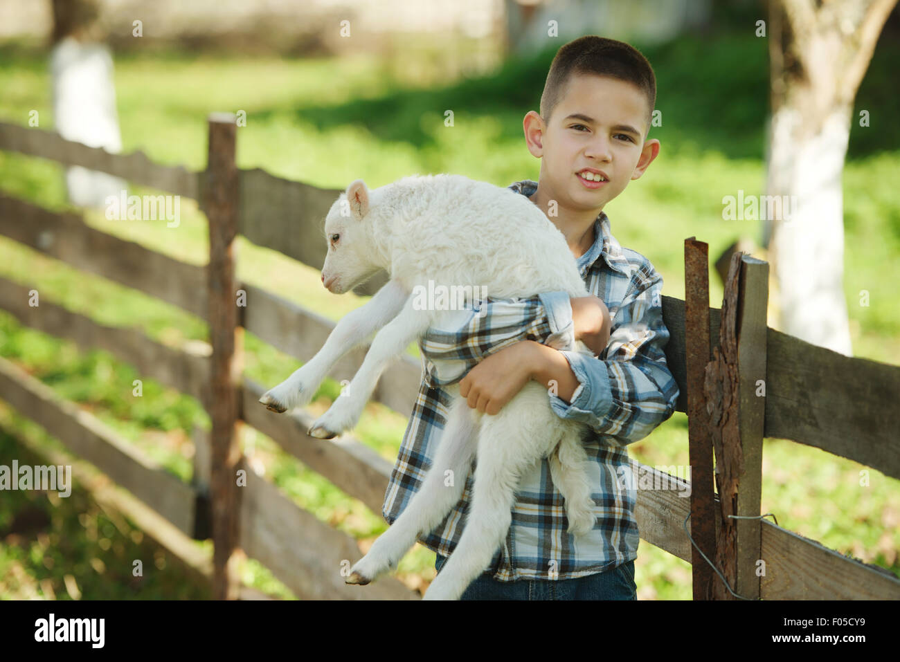 boy with lamb on the farm Stock Photo - Alamy