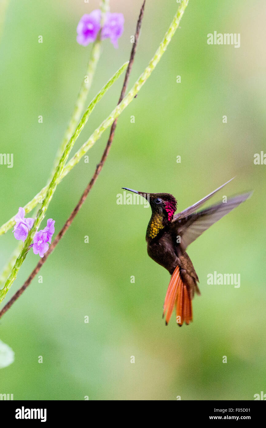 Ruby Topaz Humming Bird Stock Photo - Alamy