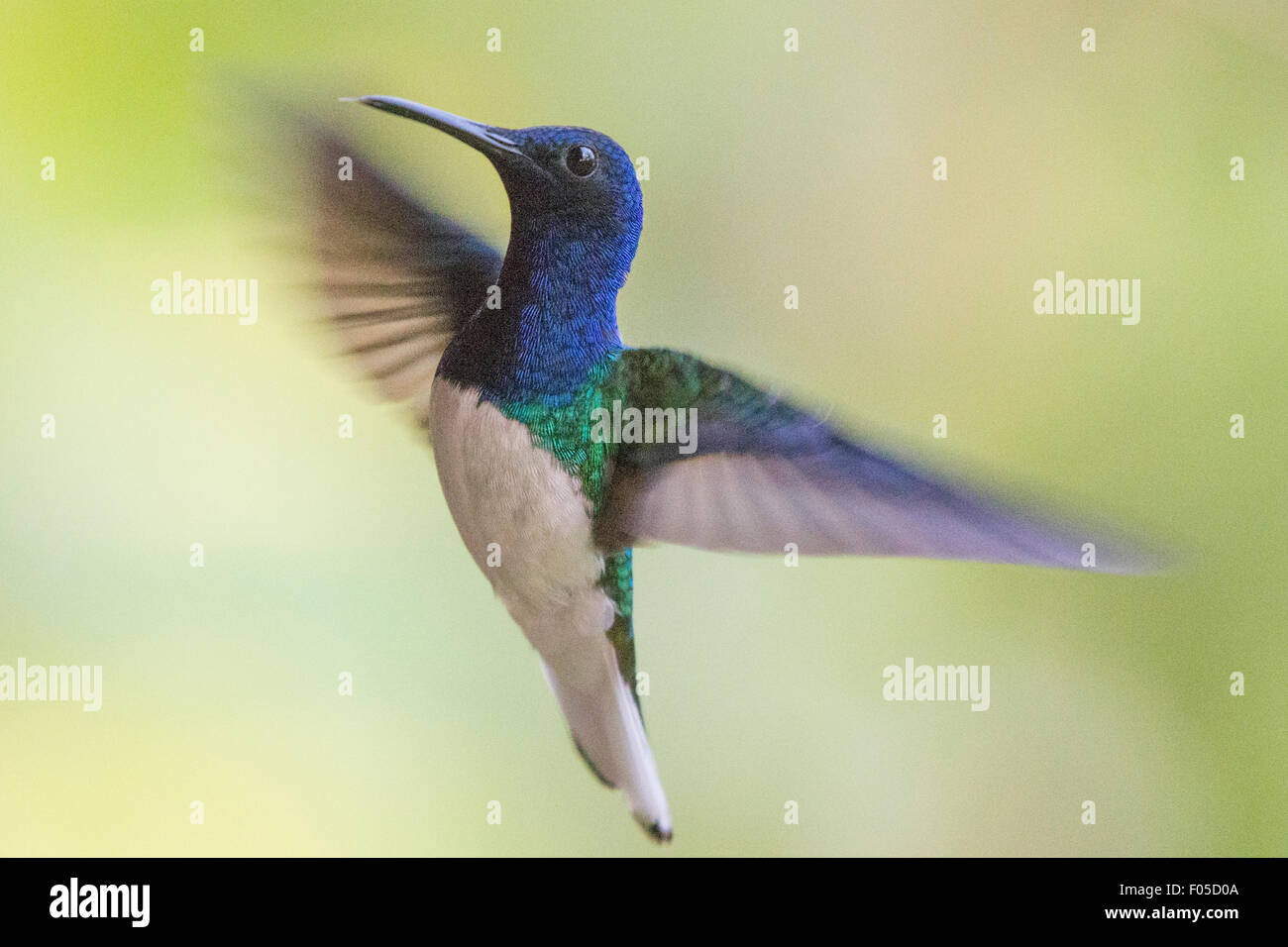 Hummingbird in flight Stock Photo - Alamy