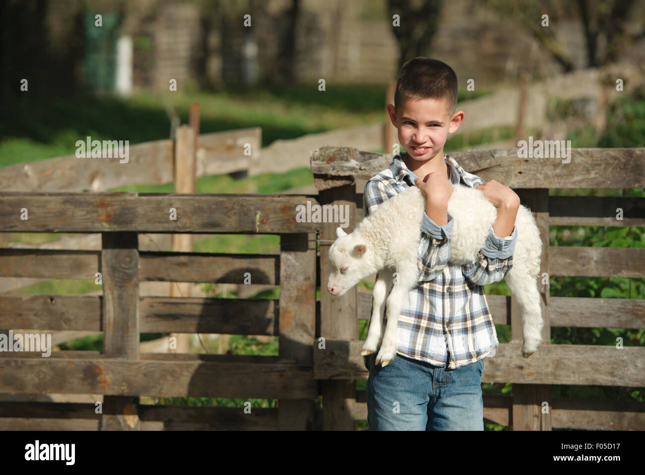 Boy lamb on farm hi-res stock photography and images - Alamy