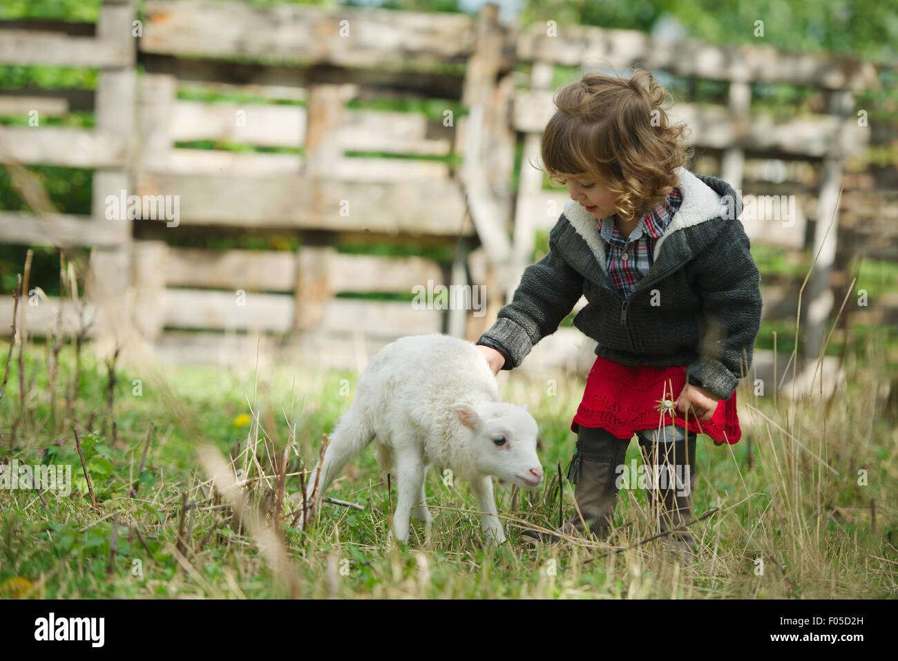 girl with lamb on the farm Stock Photo - Alamy