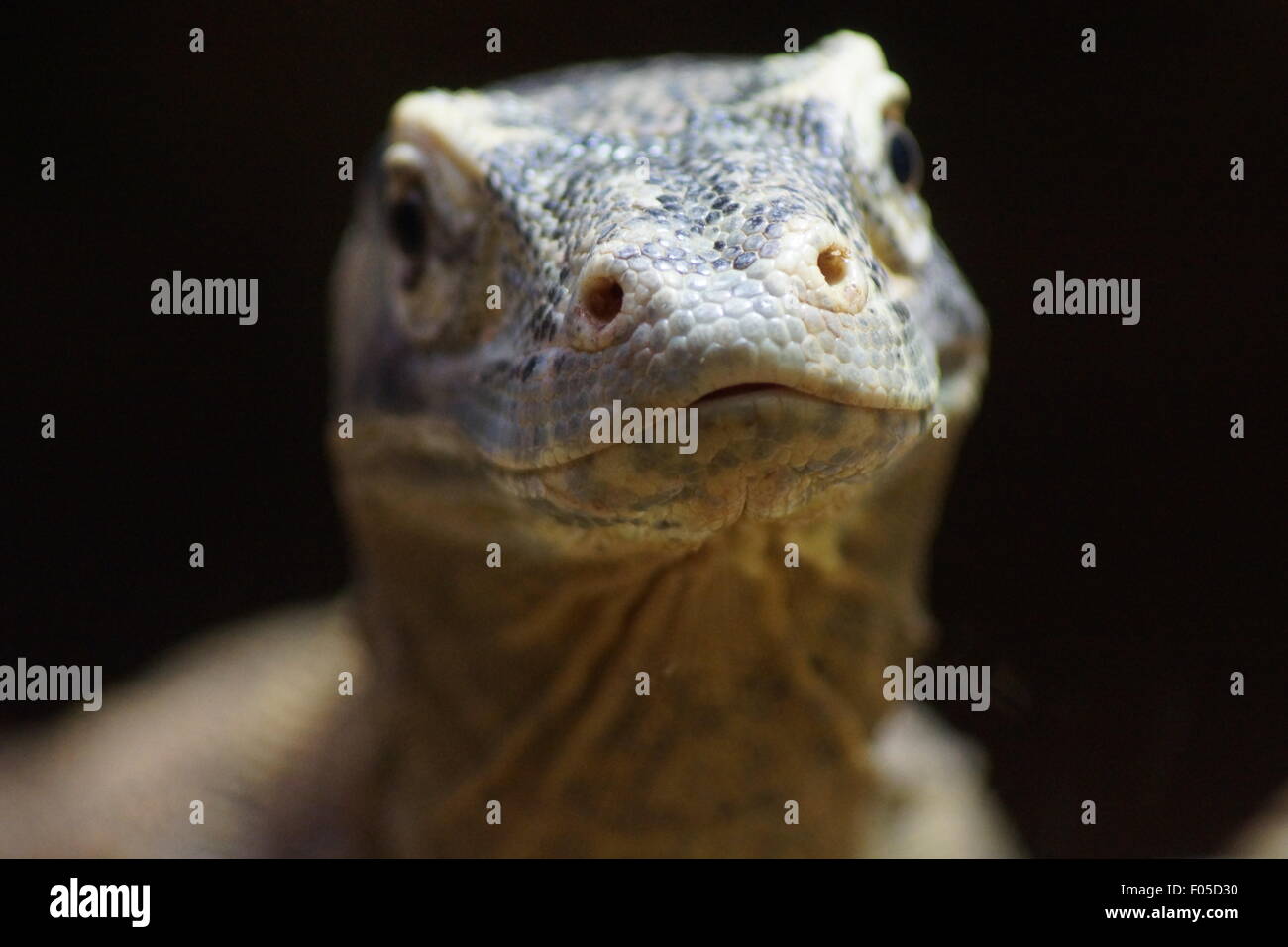 A lizard close up Stock Photo - Alamy