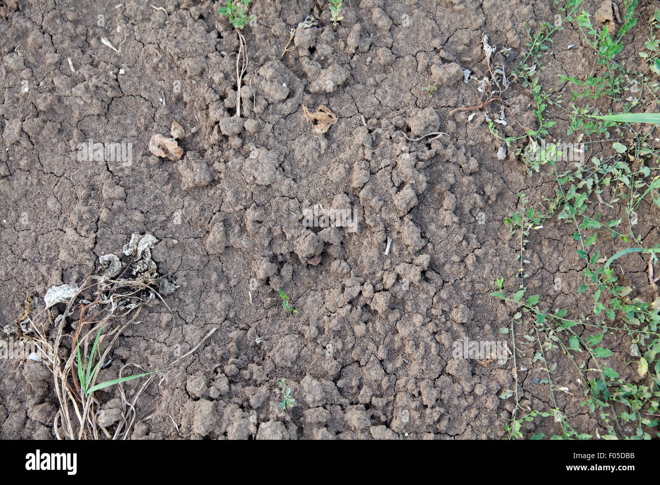 Dry earth cracked hi-res stock photography and images - Alamy