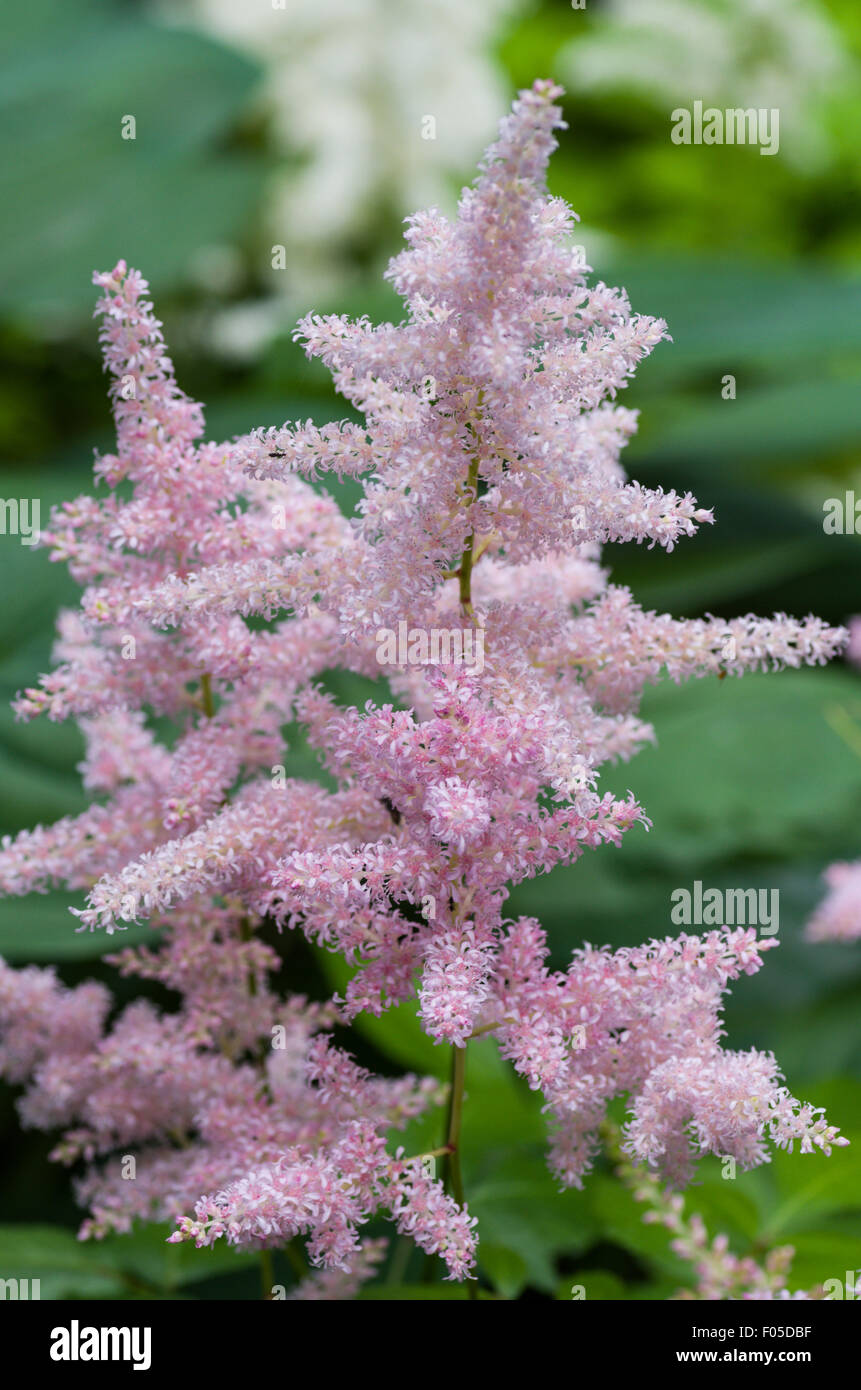 Astlbe(Astilbe biternata) or False Goats Beard Stock Photo - Alamy