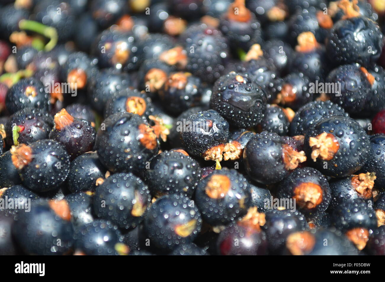 Black currant pudding hi-res stock photography and images - Alamy
