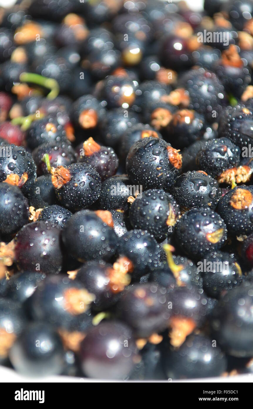 Black currant pudding hi-res stock photography and images - Alamy