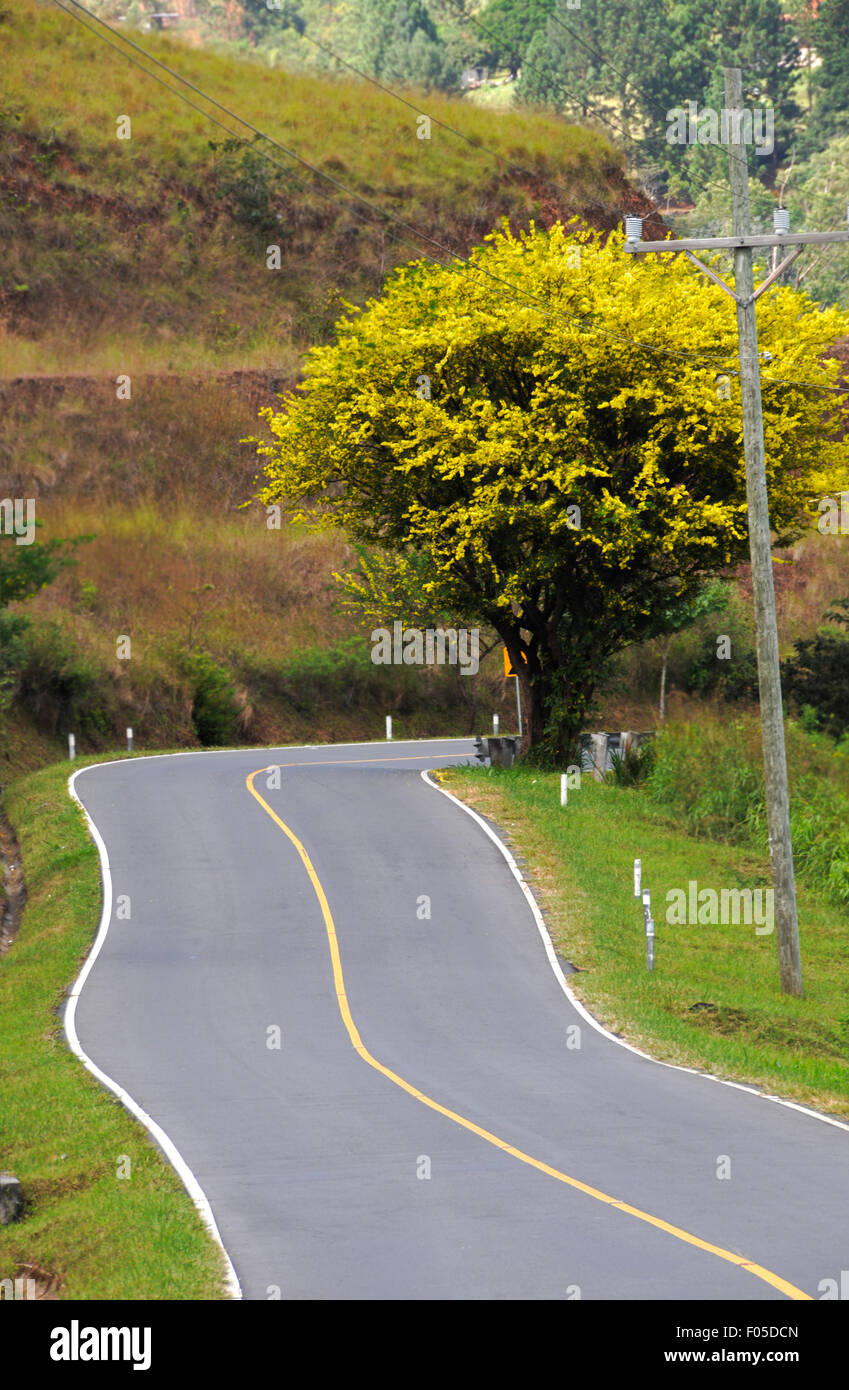 Rural country road with a beautiful macano tree in full bloom Stock ...