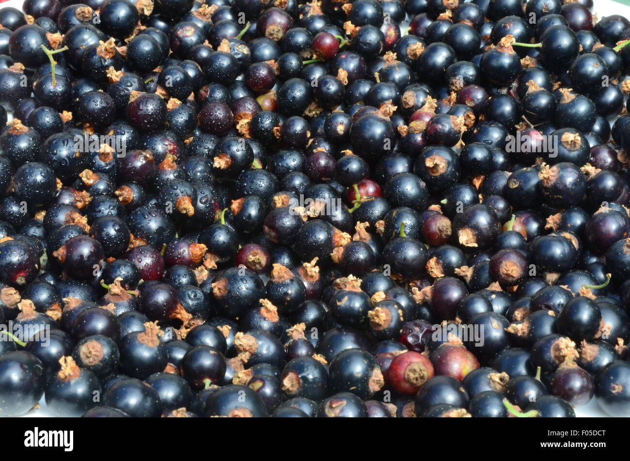 Black current fruit hi-res stock photography and images - Alamy