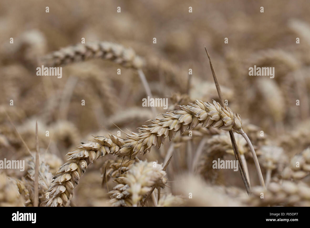 Ukraine wheat harvest hi-res stock photography and images - Alamy