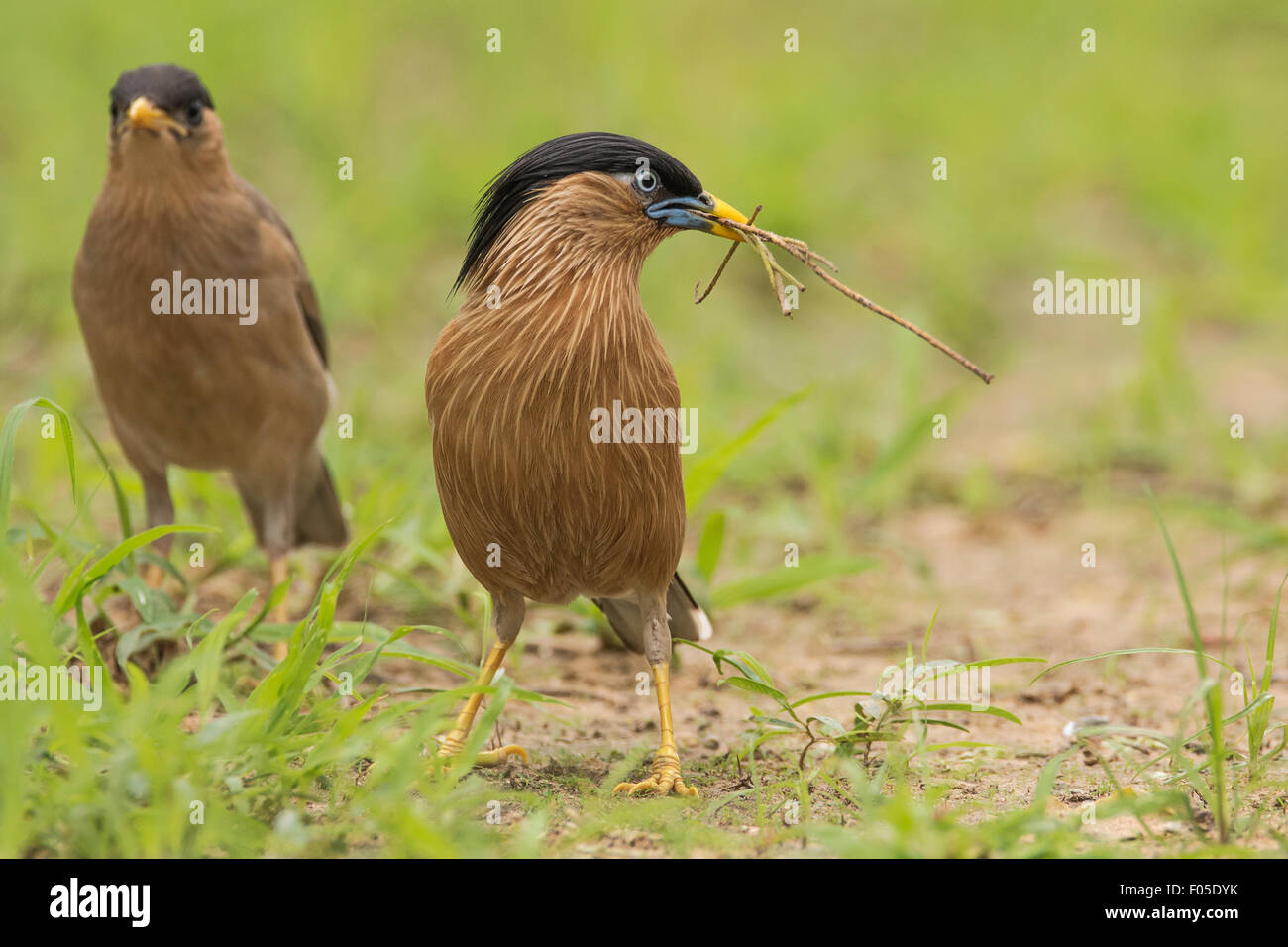 Brahminy Starling (Sturnia pagodarum) collecting nesting material Stock ...