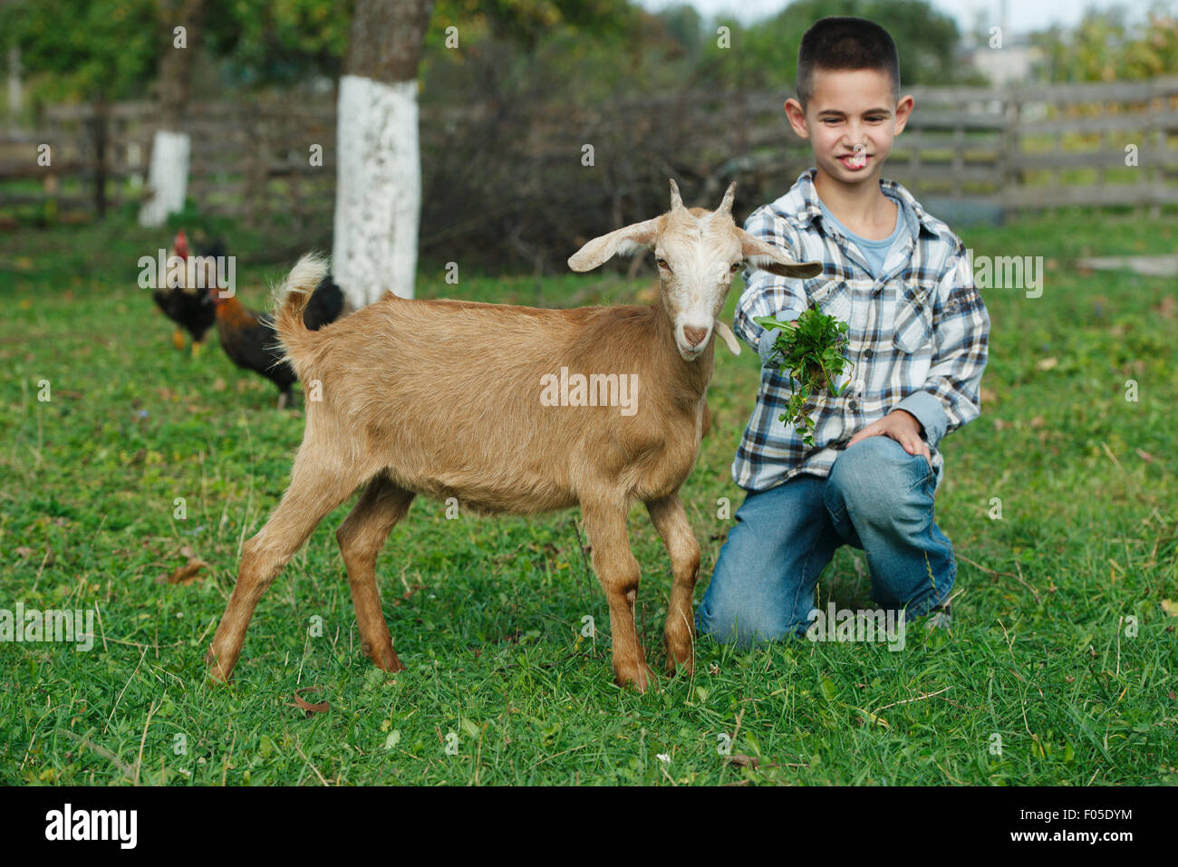 Boy with goat grass hi-res stock photography and images - Alamy