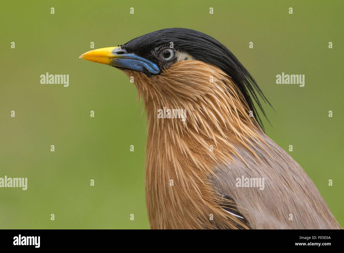 Brahminy Starling Sturnia pagodarum Stock Photo - Alamy