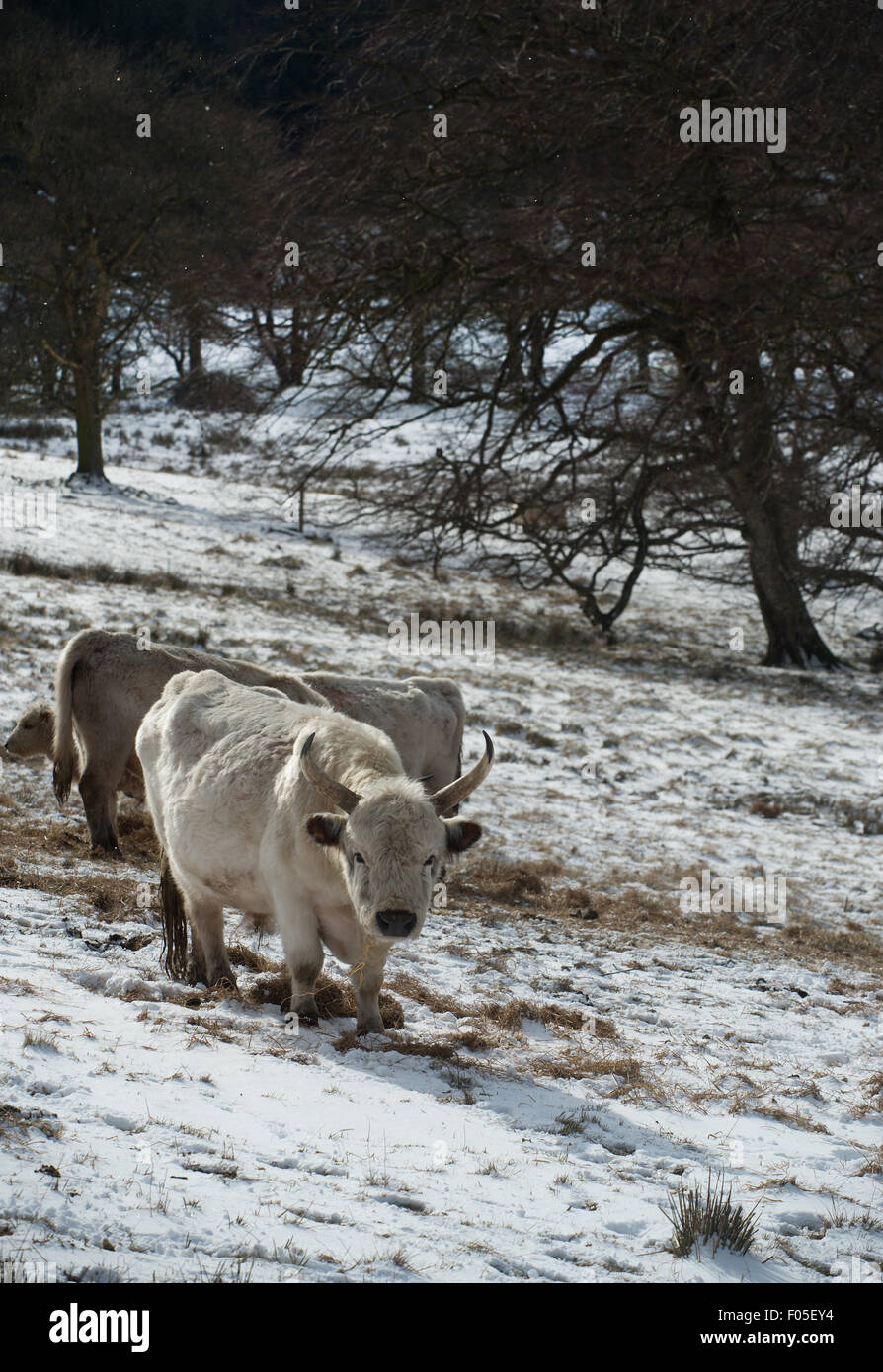 The rarest animal in the UK the Chillingham Wild Cattle herd in north ...