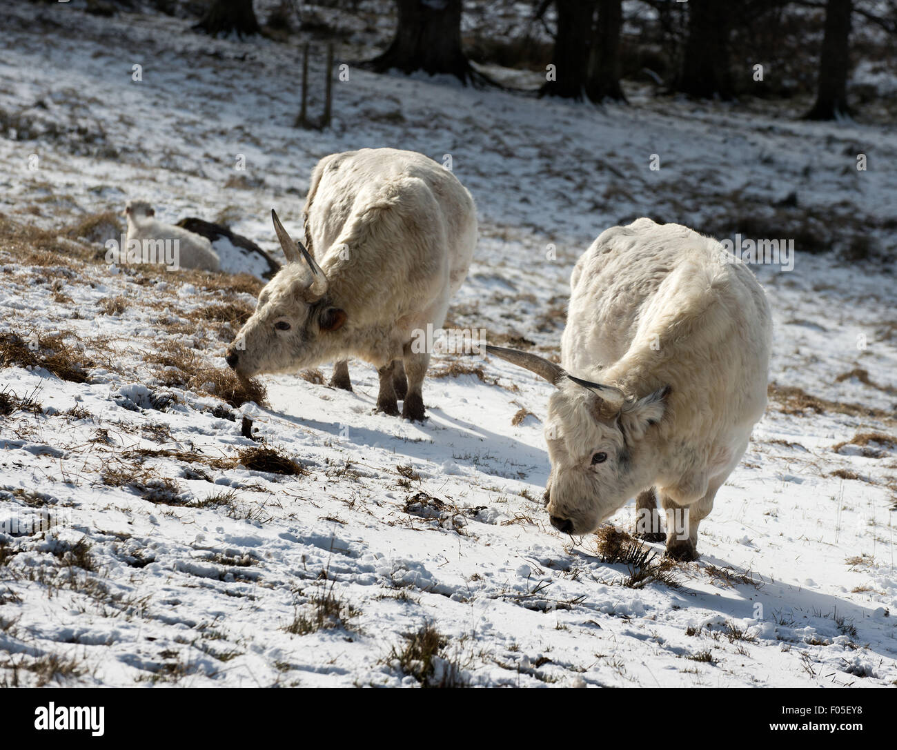 The rarest animal in the UK the Chillingham Wild Cattle herd in north ...